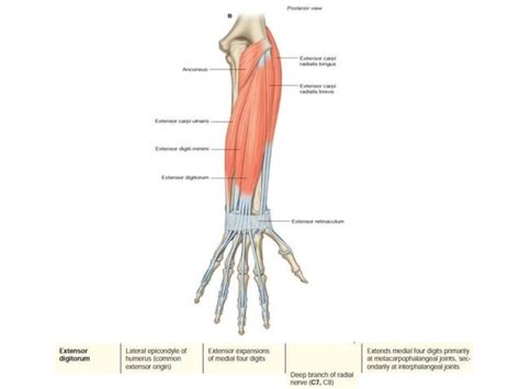 Extensor Compartment Of Forearm 1ppt