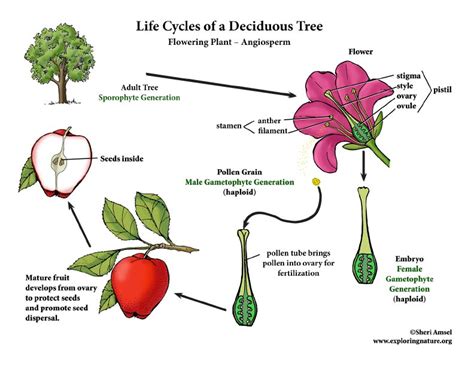 About Deciduous Trees Exploring Nature