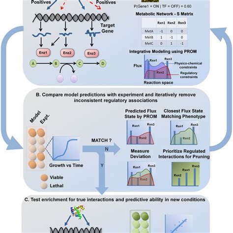 Iterative Approach For Network Refinement And Phenotype Prediction By Download Scientific