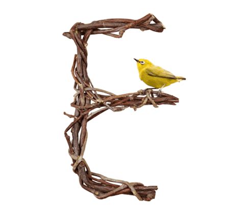 Buy Tree Branch Font Which Combines Nature And Artwork