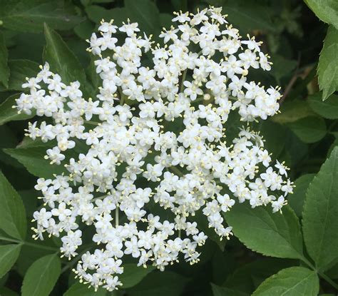 Tree Of Summer Elder Queen Of Herbs Brighton And Hove Organic