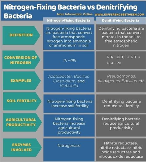 Difference Between Nitrogen Fixing Bacteria And Denitrifying Bacteria