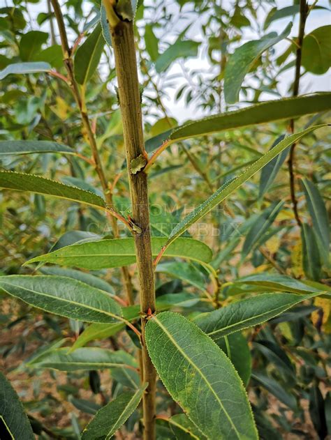 Ива ломкая Salix fragilis (74 фото) - фото - картинки и рисунки ...