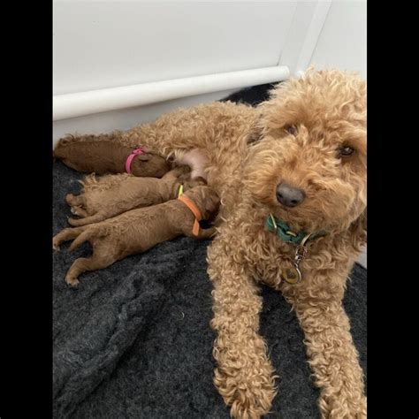 Cockapoo Sale Oxford Oxfordshire Gorgeous Redapricot Cockapoo
