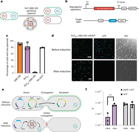 Condensates Mediate Dna Sequestration To Control Gene Flow A Download Scientific Diagram