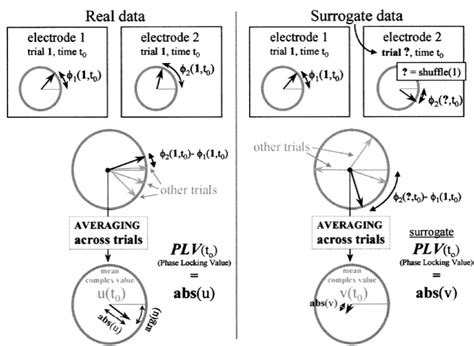 Assessing Connectivity With Phase Locking Value Sapien Labs Shaping The Future Of Mind Health