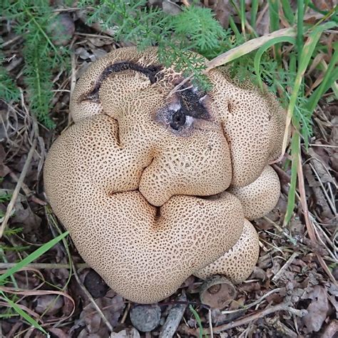 Photo Scleroderma Areolatum