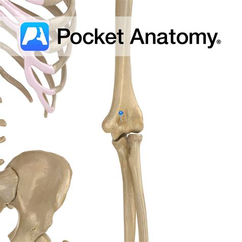 Humerus Coronoid Fossa Pocket Anatomy