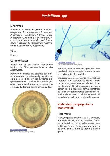 Penicillium Spp Biología General Udocz