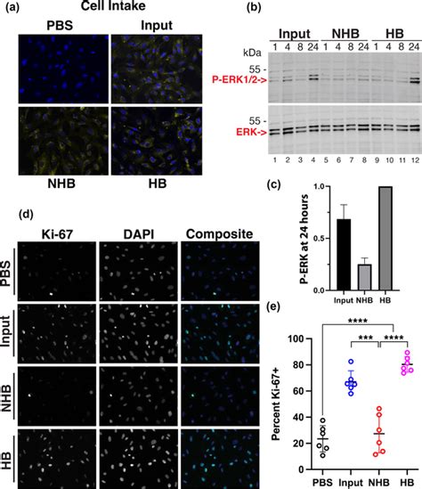 Heparin Fractionates Evs Into Two Biologically Active But Functionally