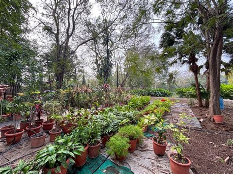 Tranquil Garden Nursery With An Array Of Potted Plants And Lush