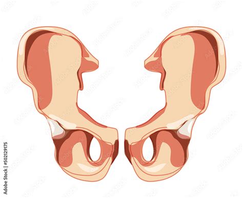 Image Vectorielle Stock Skeleton Hip Bone Os Coxae Innominate Pelvic