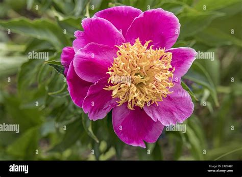 Most Common Peonies At Kathaleen Velasquez Blog