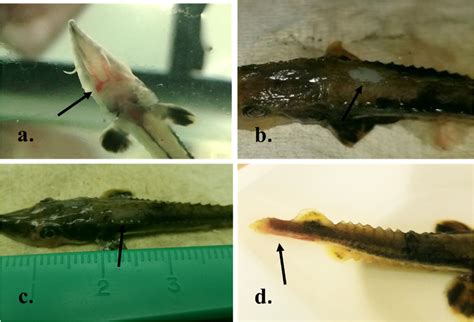 Gross Disease Signs Observed In Juvenile Lake Sturgeon Acipenser Download Scientific Diagram