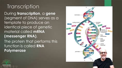 Protein Synthesis Examples In Real Life At Madalyn Hartley Blog