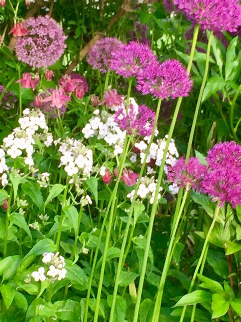 Alium Lila Free Photo On Pixabay Pixabay