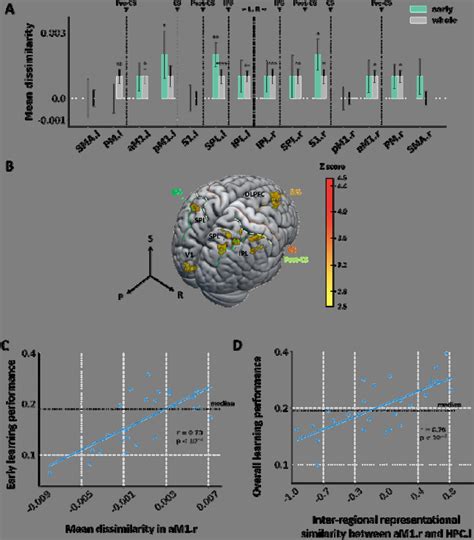 multivariate fmri pattern analysis in sensorimotor and hippocampal