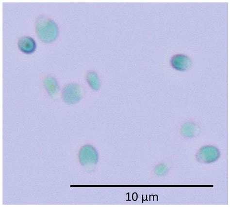 Application Of Phycocyanin Extracted From Cyanidioschyzon Merolae In