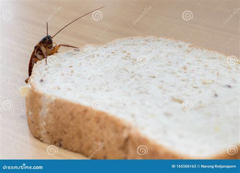Close Up Of Cockroach On A Whole Wheat Bread Stock Image Image Of Cockroaches Infestation