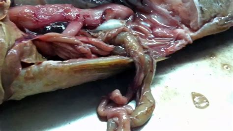 Dissection Of A Teleost Bony Fish Youtube
