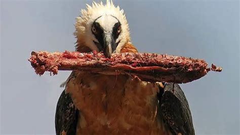 Animales Descomponedores Características Tipos Y Ejemplos