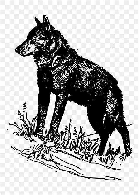 Wolf Draw Png Images Free Photos Png Stickers Wallpapers