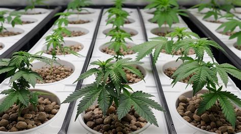 Escarificación Para Germinar Semillas De Cannabis
