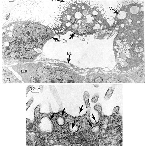 A Thin Section Of Endoderm Cells En Overlying Ectoderm Region Ecr