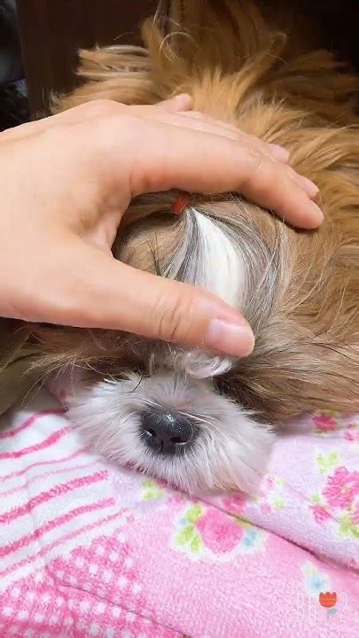 정남이~~ 자는 모습보니 머리 만져보고 싶네~~ 싫어하다가 너무 졸린지 그냥있네~~~ Youtube