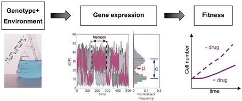 Gene Expression Connects Genotype To Phenotype Gene Expression Middle Download Scientific