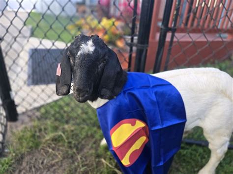 4 H Classes Suncoast Community School