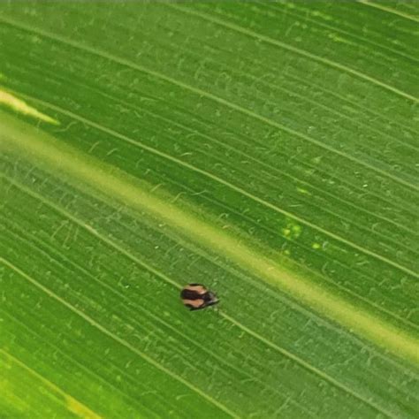 Corn Classification Dataset By Project 8qhhw