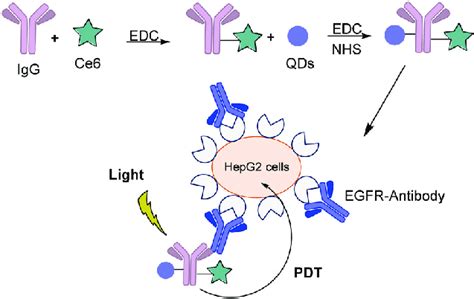 Schematic Representation Of Hepg2 Cells Labelling And Killing By