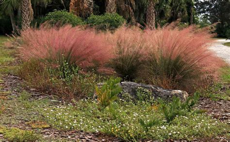 10 Low Maintenance Perennial Grasses That Thrive Year After Year