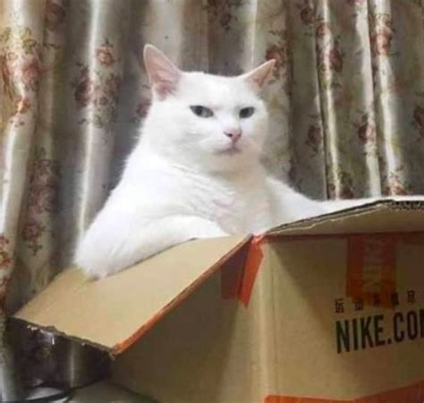 97 Hilarious Cat Memes For Feline Fanatics