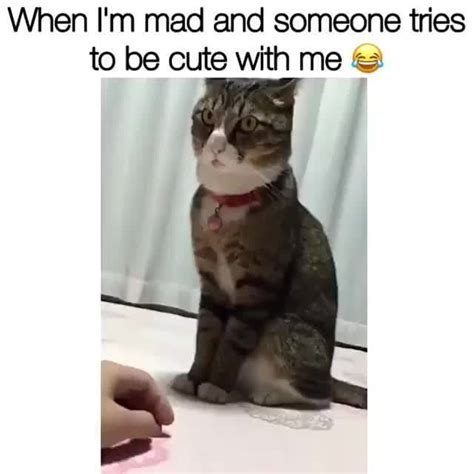 When Im Mad And Someone Tries To Be Cute With Me © Popular Memes On The Site