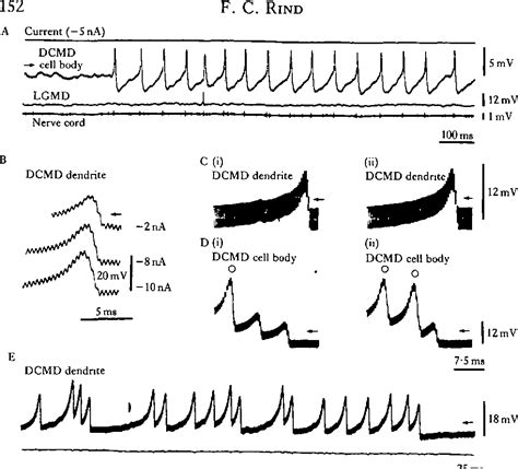 Figure 5 From A Chemical Synapse Between Two Motion Detecting Neurones In The Locust Brain