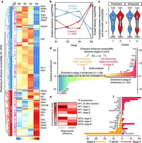 Enhancers Control Developmental Stage Specific Gene Expression