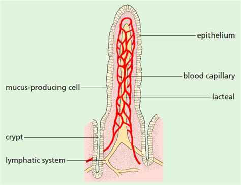 图表 Structure of a Villus Quizlet
