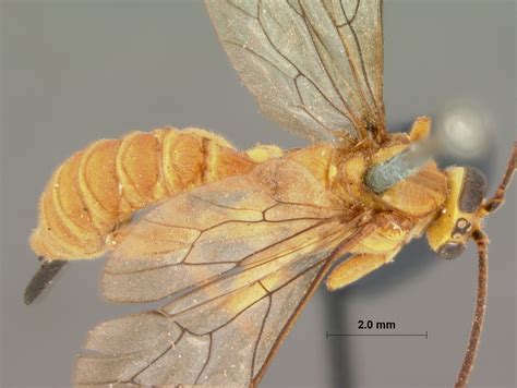 Xanthopimpla Romani Waspweb