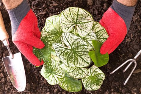 12 Common Plants That Are Poisonous To Dogs