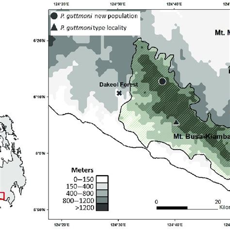 Pdf Rediscovery Of Guttmans Stream Frog Pulchrana Guttmani Brown