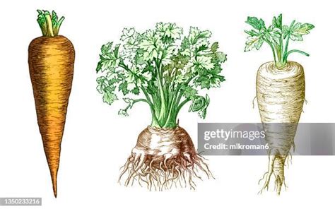 Parsnip Drawing Photos And Premium High Res Pictures Getty Images
