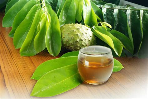 Soursop Tea A Tropical Delight Packed With Health Benefits Tea Tips 101