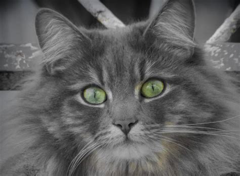 Nebelung Cat Breed Information And Characteristics