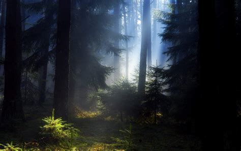 Black Nature Wallpapers Top Free Black Nature Backgrounds