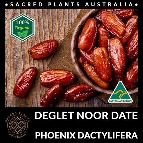 Deglet Noor Dates Seeds Phoenix Dactylifera Sacred Plants
