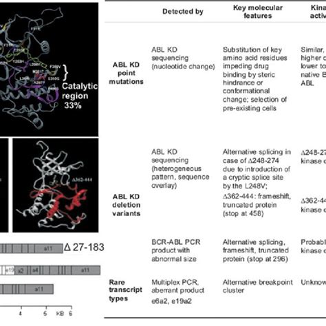 Molecular Findings And Their Significance For Imatinib Resistance A Download Scientific