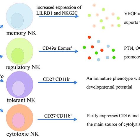 Subsets of decidual NK cells. Decidual NK cells can be divided into the... | Download Scientific ...