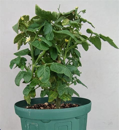 829 まだ鹿児島？ 矮性ミニトマト栽培日記